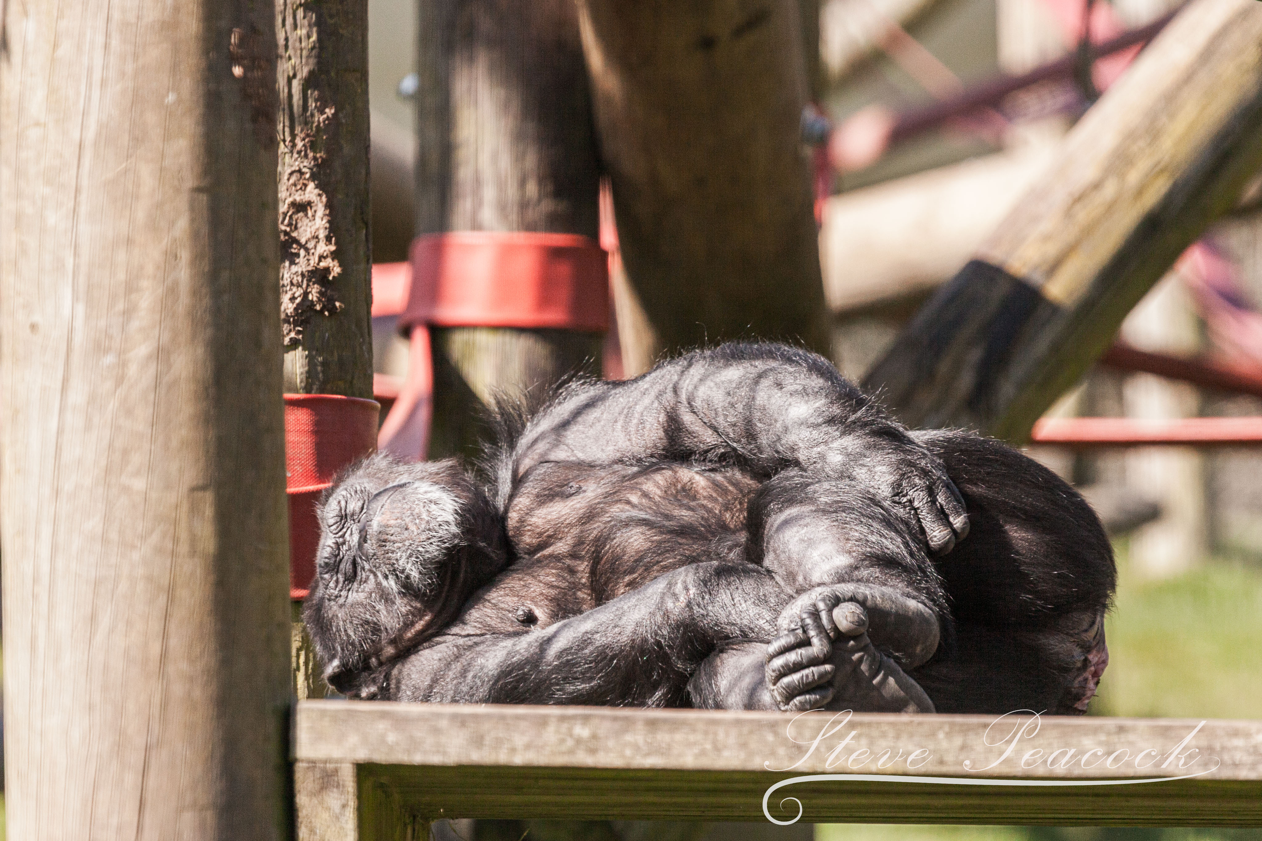 Monkey World - StevePeacock Photography