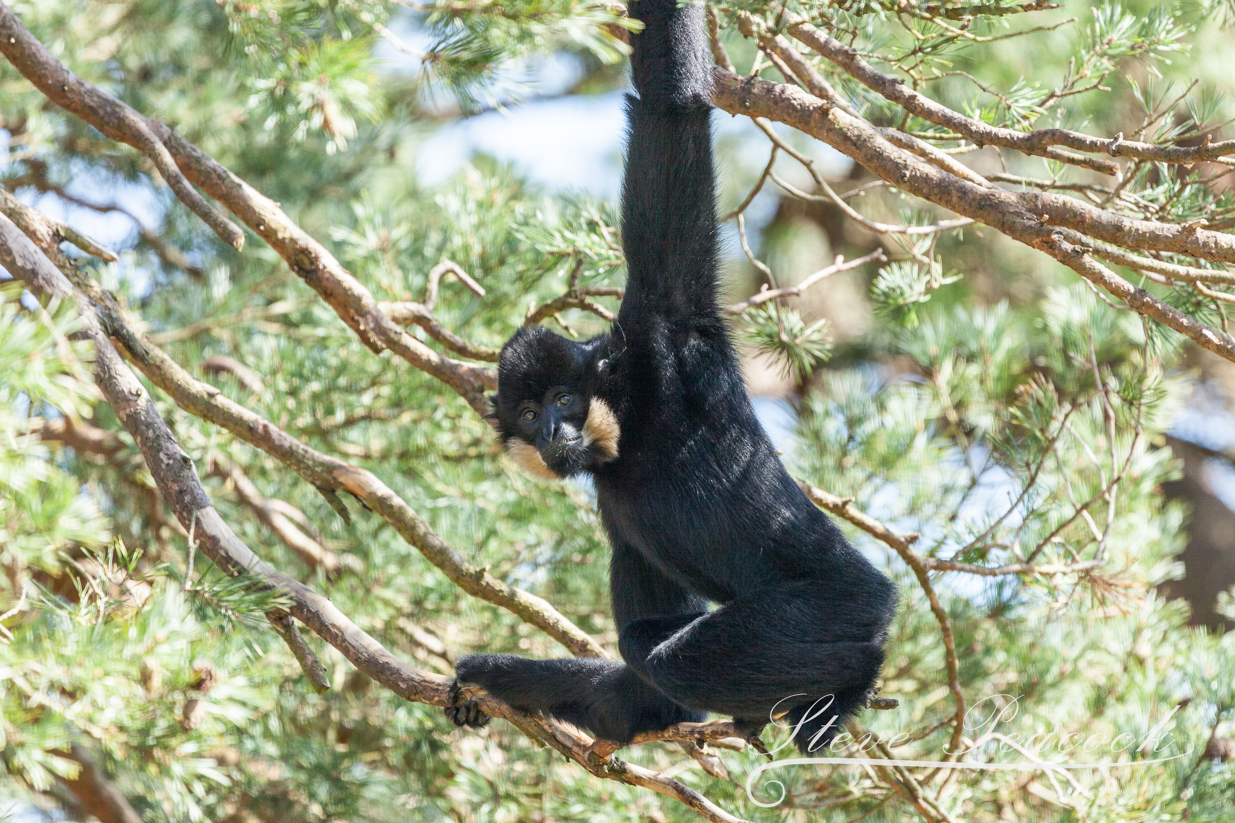 Monkey World - StevePeacock Photography